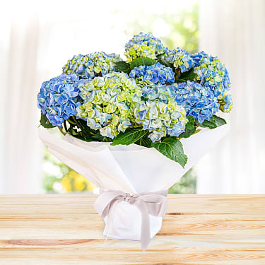 B&M Flowers