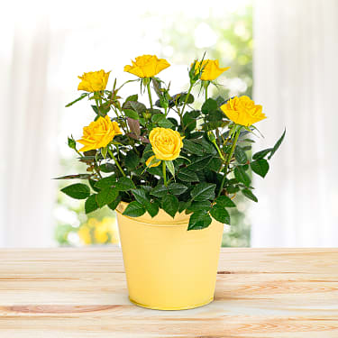 B&M Flowers