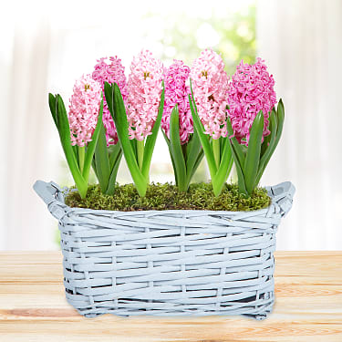 B&M Flowers