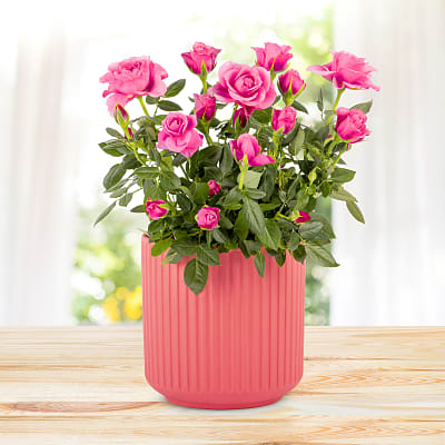 Free Flower Delivery Monday - Saturday | B&M Flowers