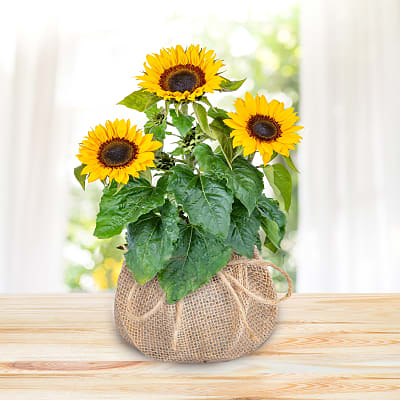 New! | B&M Flowers
