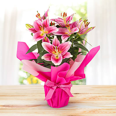 Plant Gifts | B&M Flowers | Next Day Delivery