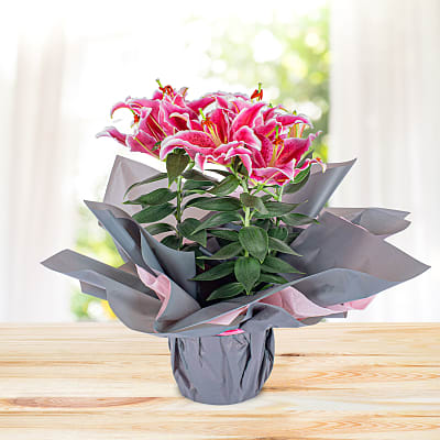 Plants | B&M Flowers