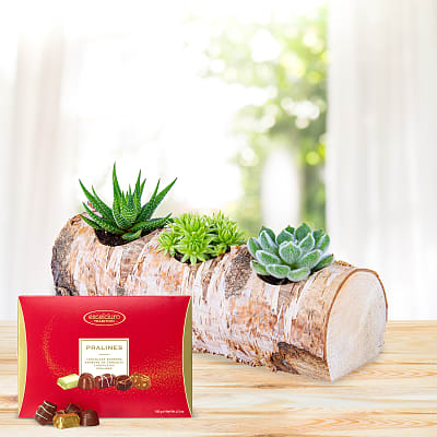 Plant Gifts | B&M Flowers | Next Day Delivery