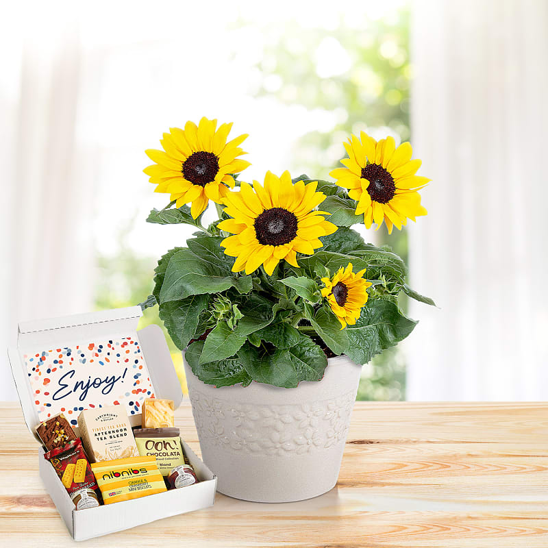 Sunshine Bloom Afternoon Tea Gift | B&M Flowers